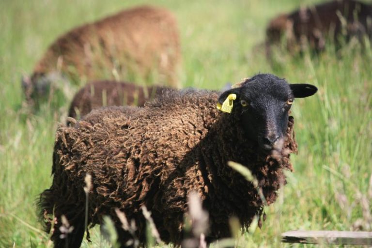 How Smart Are Sheep? Researchers Find Surprising Answers - Countryside